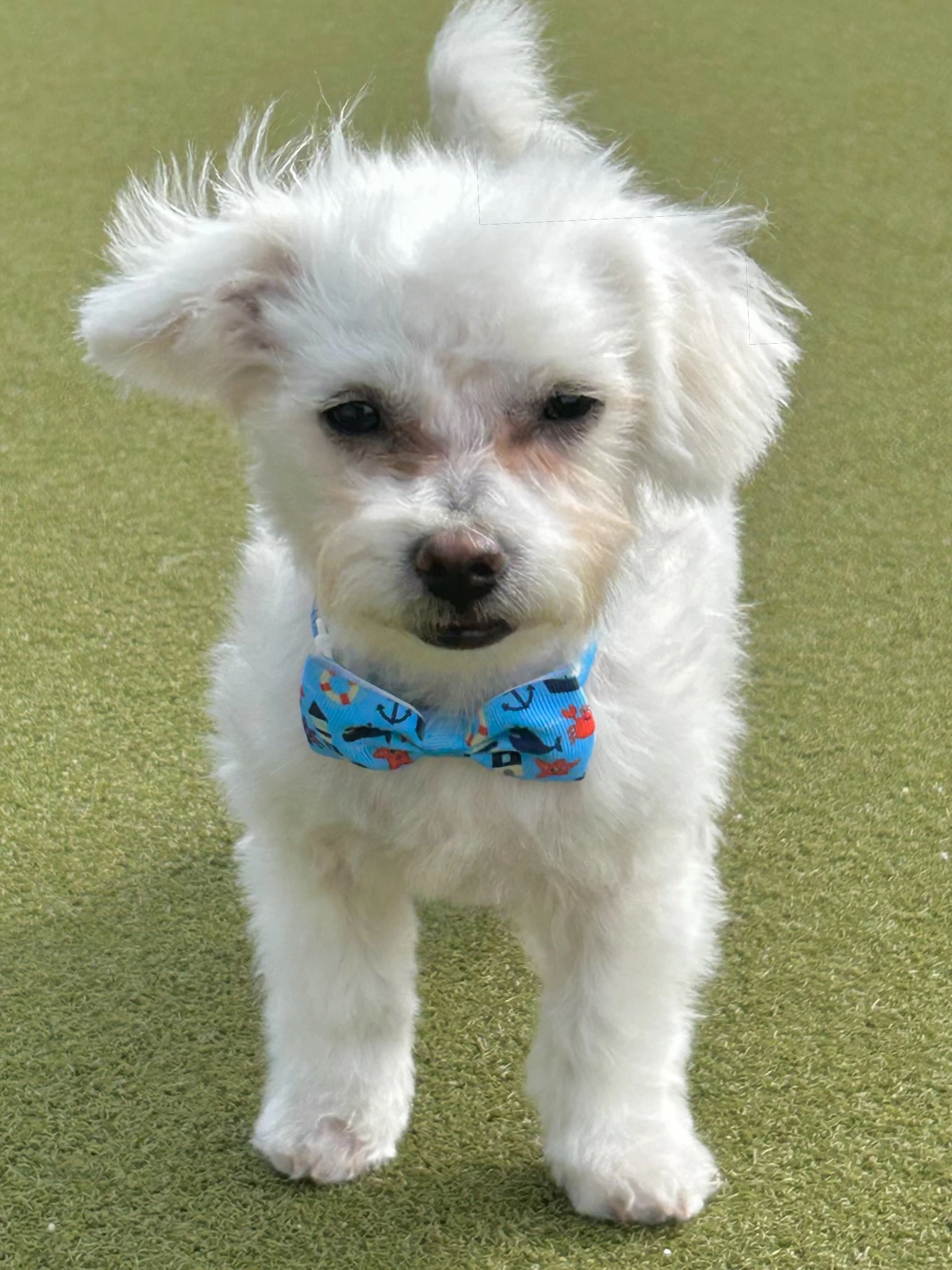 Pets - Lovebugs Rescue