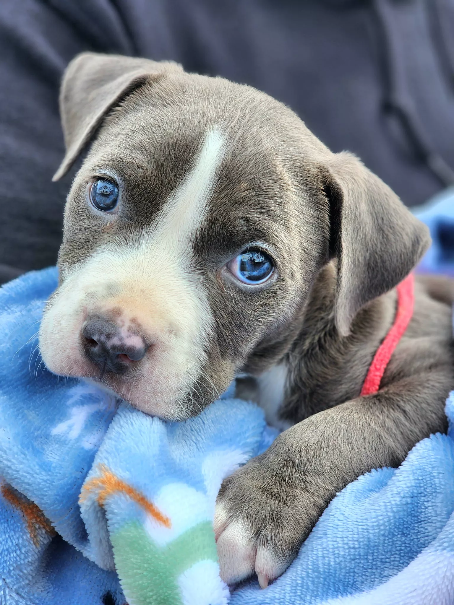 Pets - Lovebugs Rescue